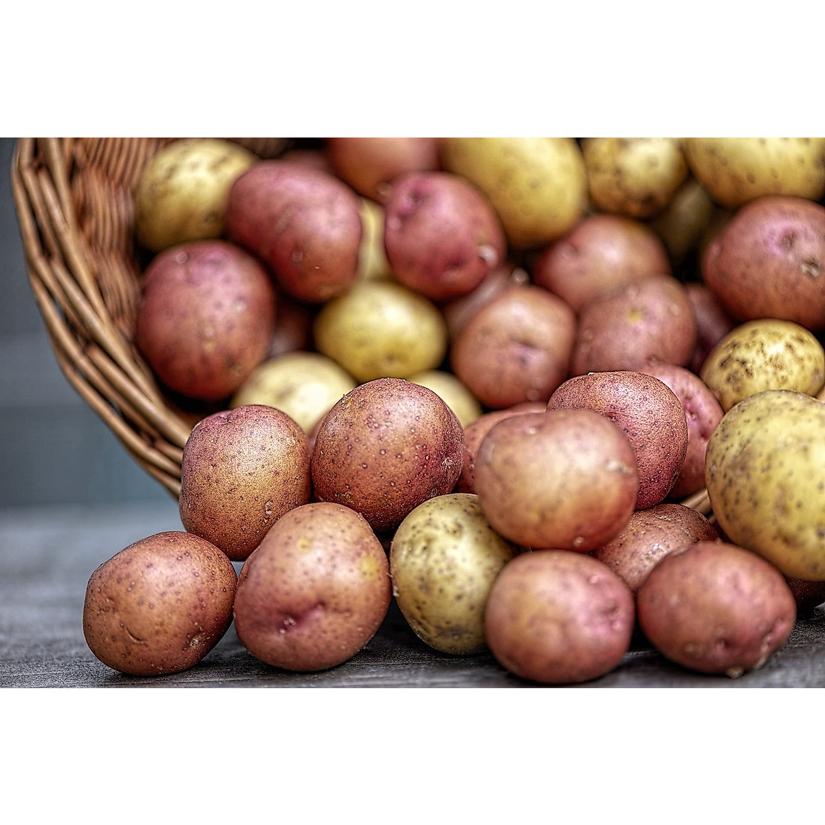 Simply Seed™ - 5 Lb Seed Potatoes Non GMO Red Pontiacs and German Butterballs