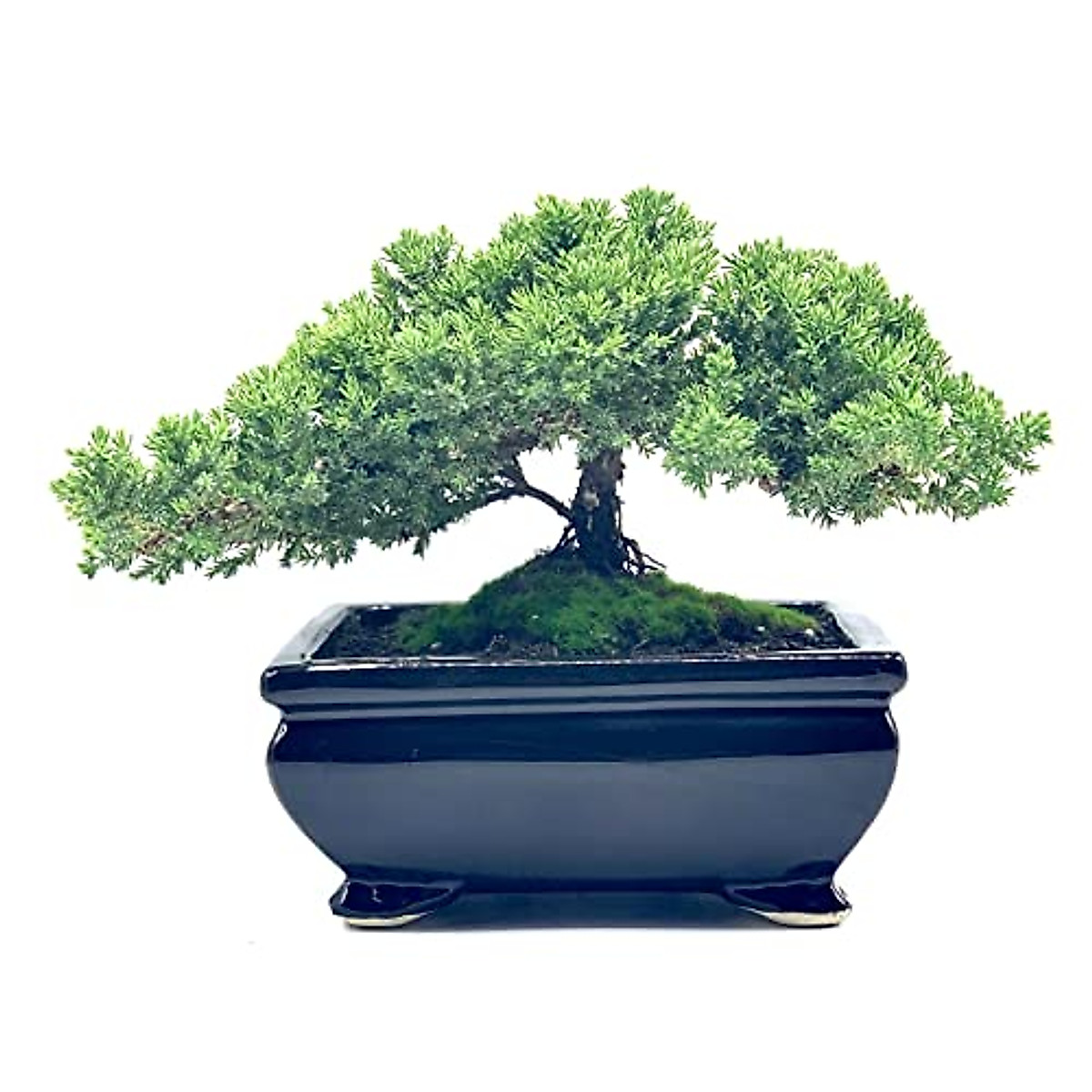 Live Dwarf Juniper Bonsai Tree | Indoor/Outdoor | 100% Handcrafted| Home and Office Décor | Best Gift for Holiday (L)