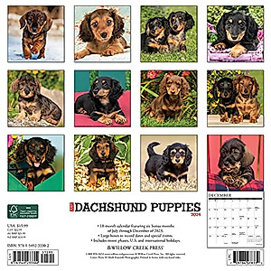 Willow Creek Press Dachshund Puppies Monthly 2024 Wall Calendar (12" x 12")