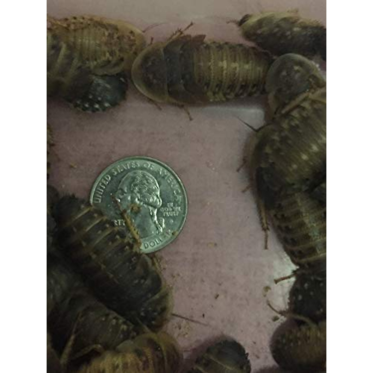 Bad Ass Bugs 200 Large Dubia Roaches