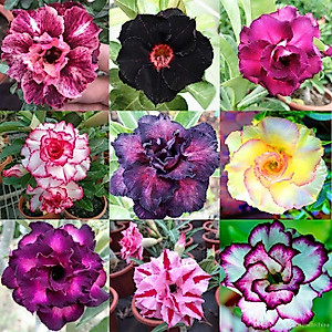 100 Mixed Color Desert Rose Seeds to Grow | 100 Seeds | Adenium Obesum Seeds to Grow. Exotic Bonsai Plant