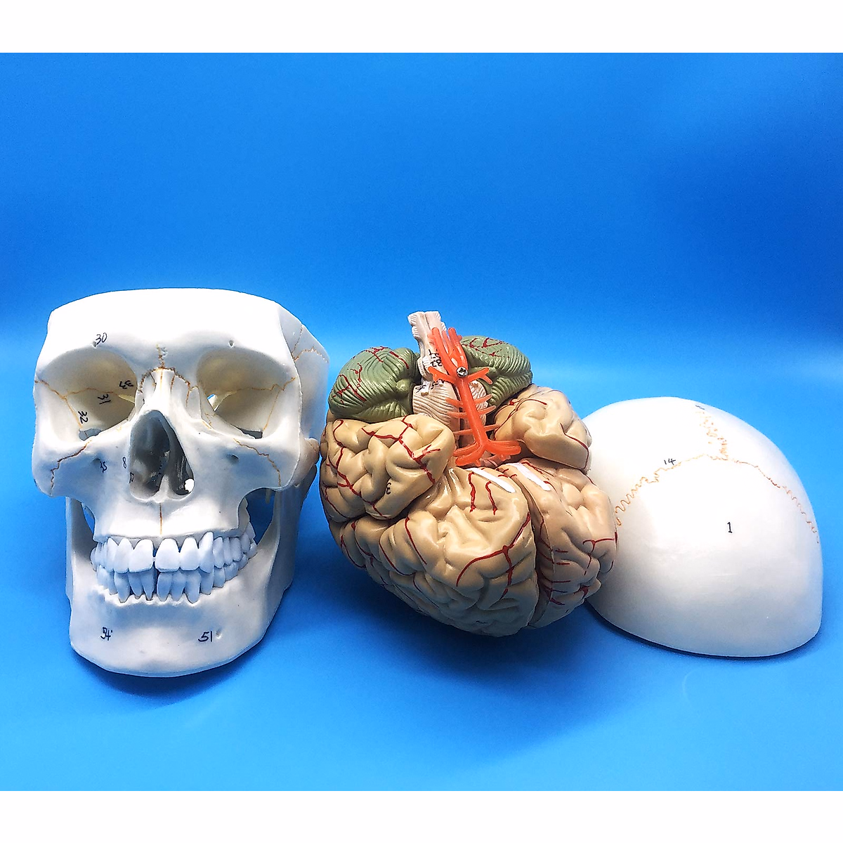 Learning Resources Human Skull and Brain Anatomical Model, Anatomically Accurate Human Skull and Brain Life Size Anatomy Model for Science Classroom Study Display Teaching Model