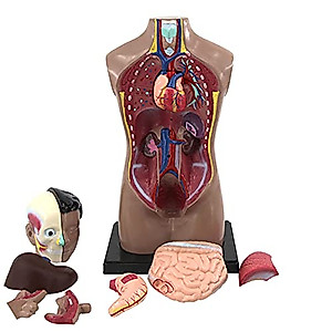 WFTD Removable Torso Model, Human Internal Organs Male Torso Anatomical Model Organ Structure Building for Children's Science Popularization and Medical Teaching
