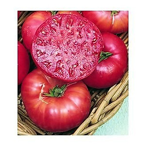 75+ Mortgage Lifter Tomato Seeds- Heirloom Variety- by Ohio Heirloom Seeds