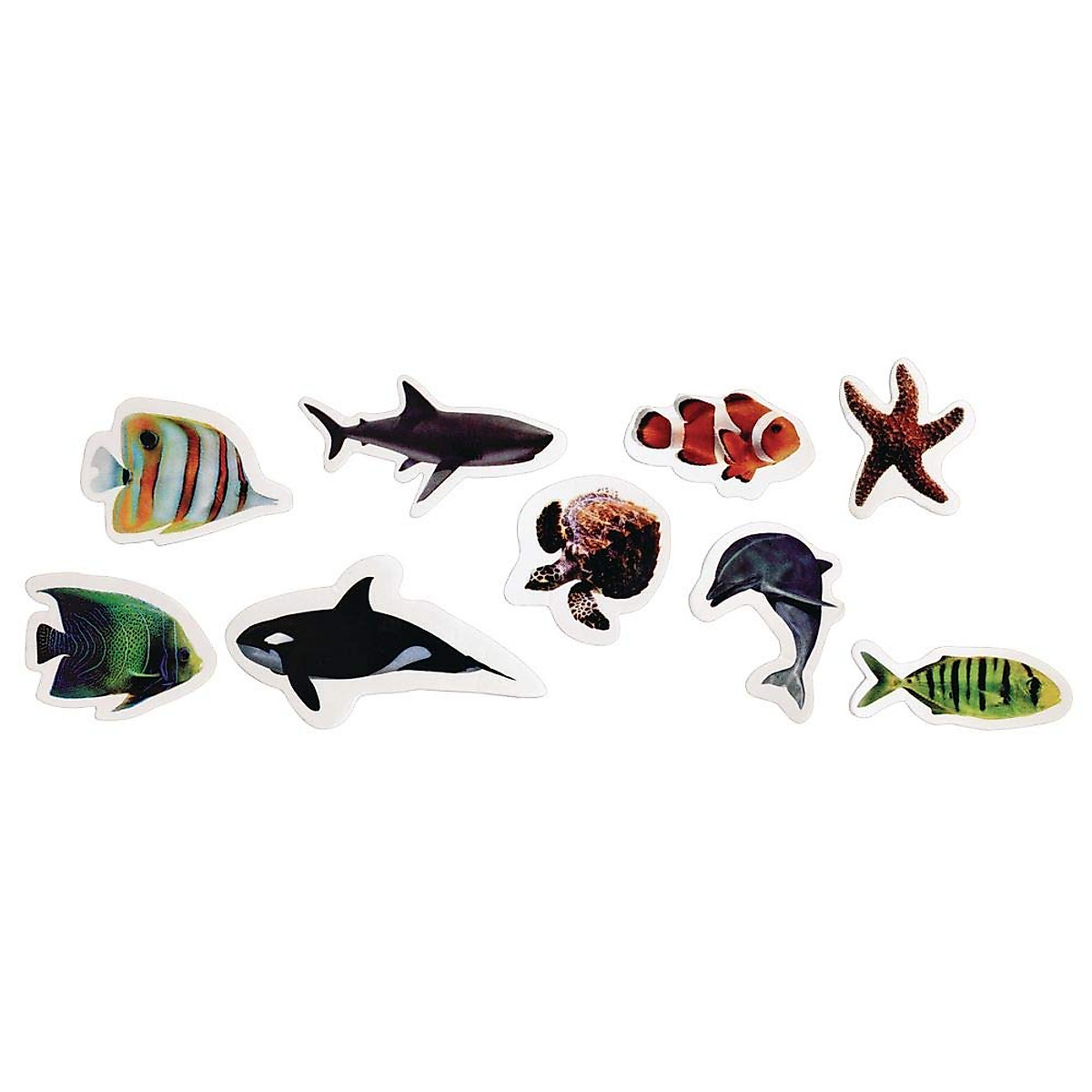 Colorations Sea Life Photo Stickers, Foam Stickers, 250 pieces of Photo Real Stickers, Self Adhesive Stickers, Kids Stickers, Stickers for Children,Scrapbooking, Crafting,Biology Projects,Art Supplies