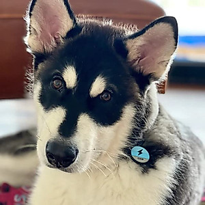 Silent Dog Tag Personalized with 5 Lines of Custom Deep Engraved Durable Soundless Silicone Pet ID Name Tag Round Designer Green