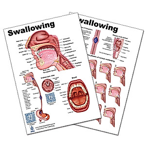 Blue Tree Publishing Swallowing anatomy education With QR Codes to see active animation (A4 laminated chart)