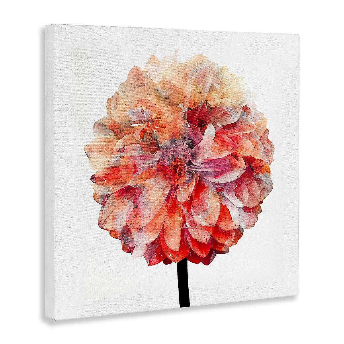 Stupell Industries Bright Coral Watercolor Bloom Dahlia Flower Canvas Wall Art, 17 x 17, Pink