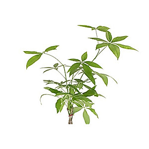 Shop Succulents | Standing Collection | Hand Selected, Air Purifying Live Pachira Aquatica Money Indoor House Plant in 4" Grow Pot, 6 INCH, Mix