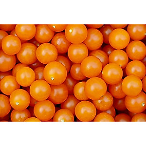 "Gold Nugget" Cherry Tomato Seeds for Planting, 25+ Heirloom Seeds Per Packet, (Isla's Garden Seeds), Non GMO Seeds, Botanical Name: Solanum lycopersicum 'Gold Nugget', Great Home Garden Gift