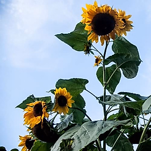 CHUXAY GARDEN Helianthus Annuus Seed,Yellow Giant Sunflower 10 Seeds Huge Sunflower Up to 3m Edible Fruit Ornamental Plants Grow Fast