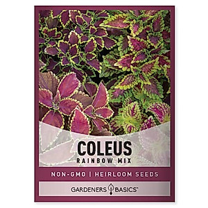 Coleus Seeds for Planting (Rainbow Mix) - Heirloom Non-GMO Shade Plants Seeds for Home Gardens, Containers, Hanging Pots, Decorative Borders and More by Gardeners Basics