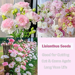 50 Double Flowed Lisianthus Seeds (Eustoma grandiflorum)- Cut Flower Seeds Lisianthus Seeds