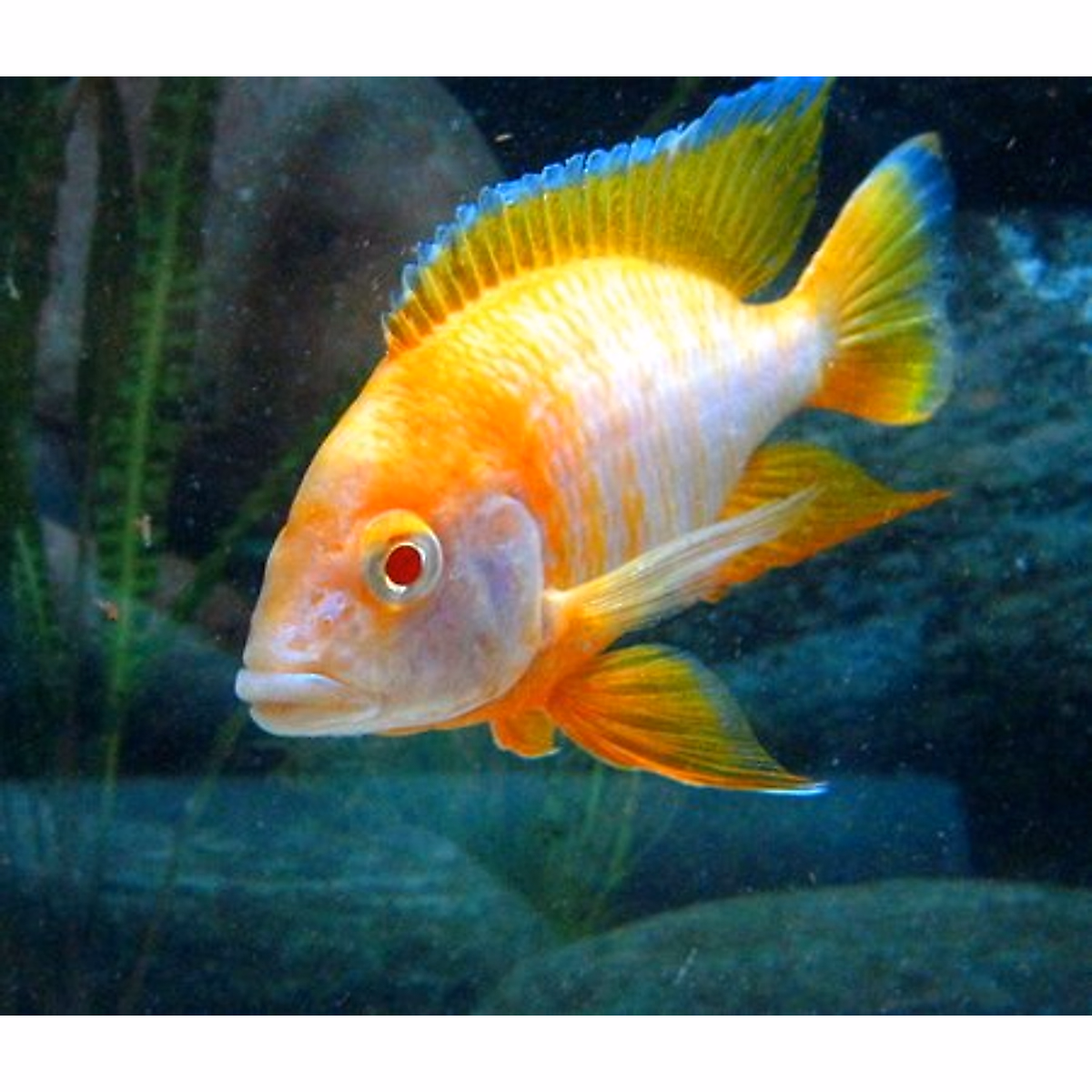 Live Fish - 6 Albino Sunshine Aulonocara Peacock African Cichlid 1.25" - 2" Breeding Colony