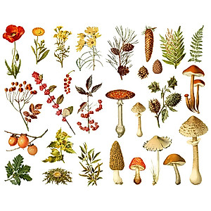 Seasonstorm Autumn Wild Plant Kawaii Aesthetic Happy Planner Diary Journal Stationery Scrapbooking Stickers Travel Art Supplies