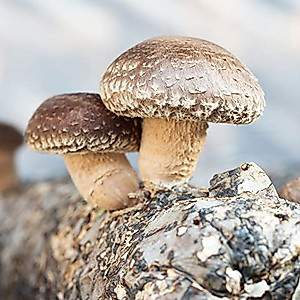 Back to the Roots Organic Shiitake Mushroom Kit; Great Gift; Easy for Beginners, for Indoor Growing