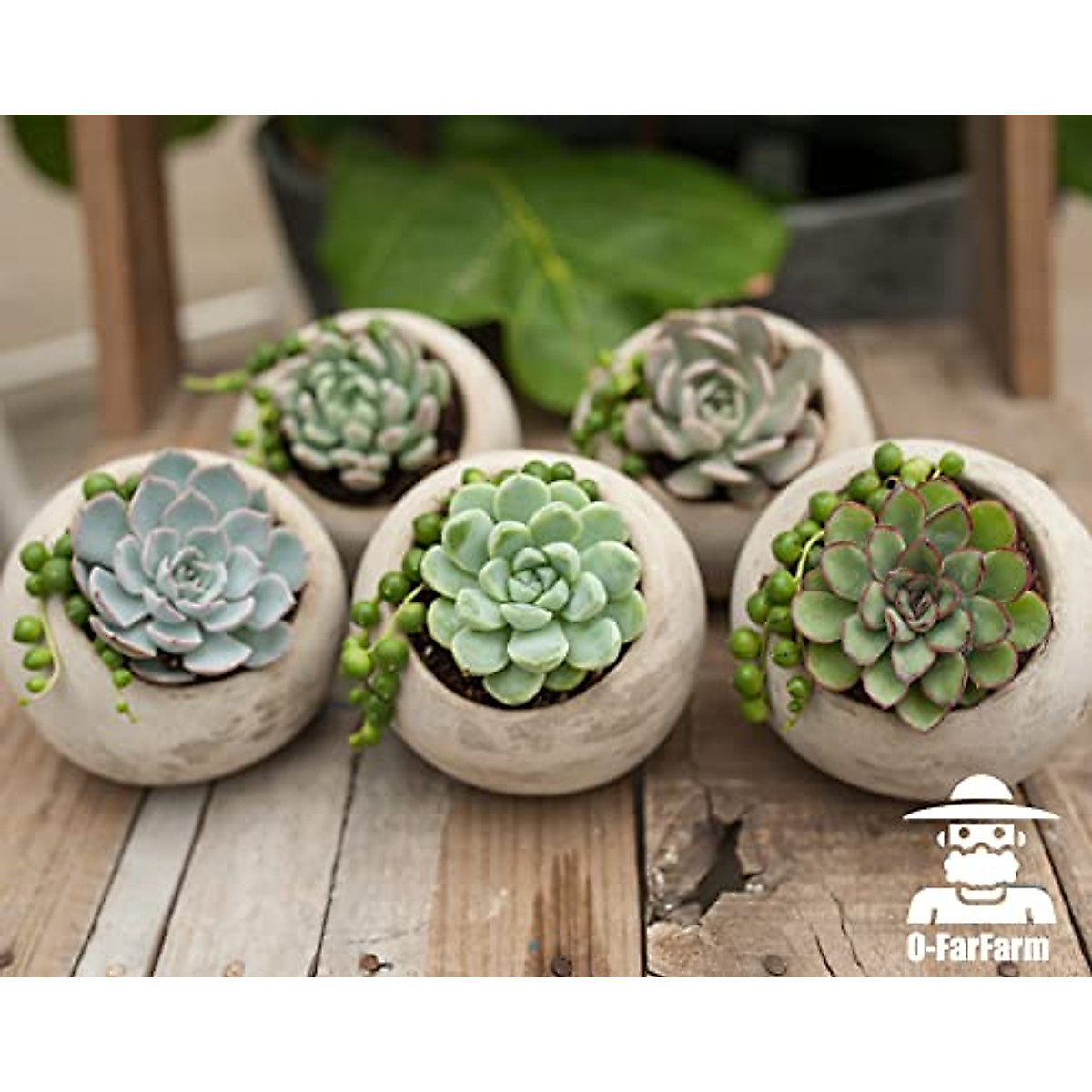 O-FarFarm Succulent Soil Potting Mix 1.1 LBS, Optimized PH Fast Draining with Added Nutrients, Perfect for Small Succulent Pots