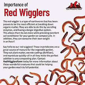 RedWigglersFarm – 1/2 LBS (Approximately 500 Worms) Premium Red Worms, Red Wigglers Composting Worms, Organic Sustainably Raised, Live Worms, Eisenia fetida, Home Compost Worms, Soil Regeneration