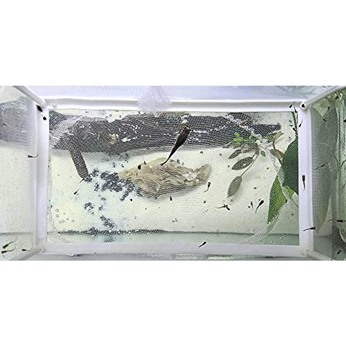 Large Fish Breeder Net with Suction Cups,Nylon Mesh Fish Fry Hatchery Breeder Isolation Box Separation Net for Fish/Plants/Shrimp Fish on Aquarium Tank