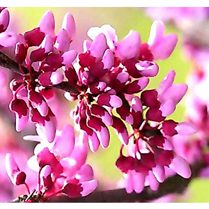 Big Pack - (500) Eastern Redbud Tree Seeds - Cercis Canadensis - Gorgeous Purplish-Pink Blossoms - Very Cold Hardy Zones 4-9 - Big Pack Seeds by MySeeds.Co (Big Pack - Eastern Redbud)