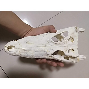 Farming method, real crocodile skull specimen, Feng Shui ornaments, real crocodile, home improvement, office furniture, office decoration