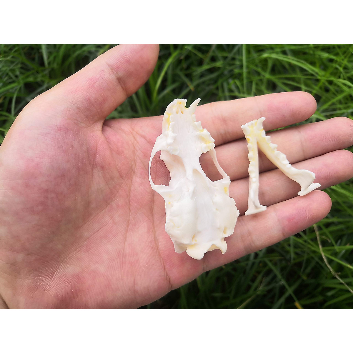 Racoon Dog Skull,Cat Skull,Coypu Skull,Muskrat Skull,Fox Skull,Raccoon Dog Skull,Mink Skull,Taxiderm Skull Specimen