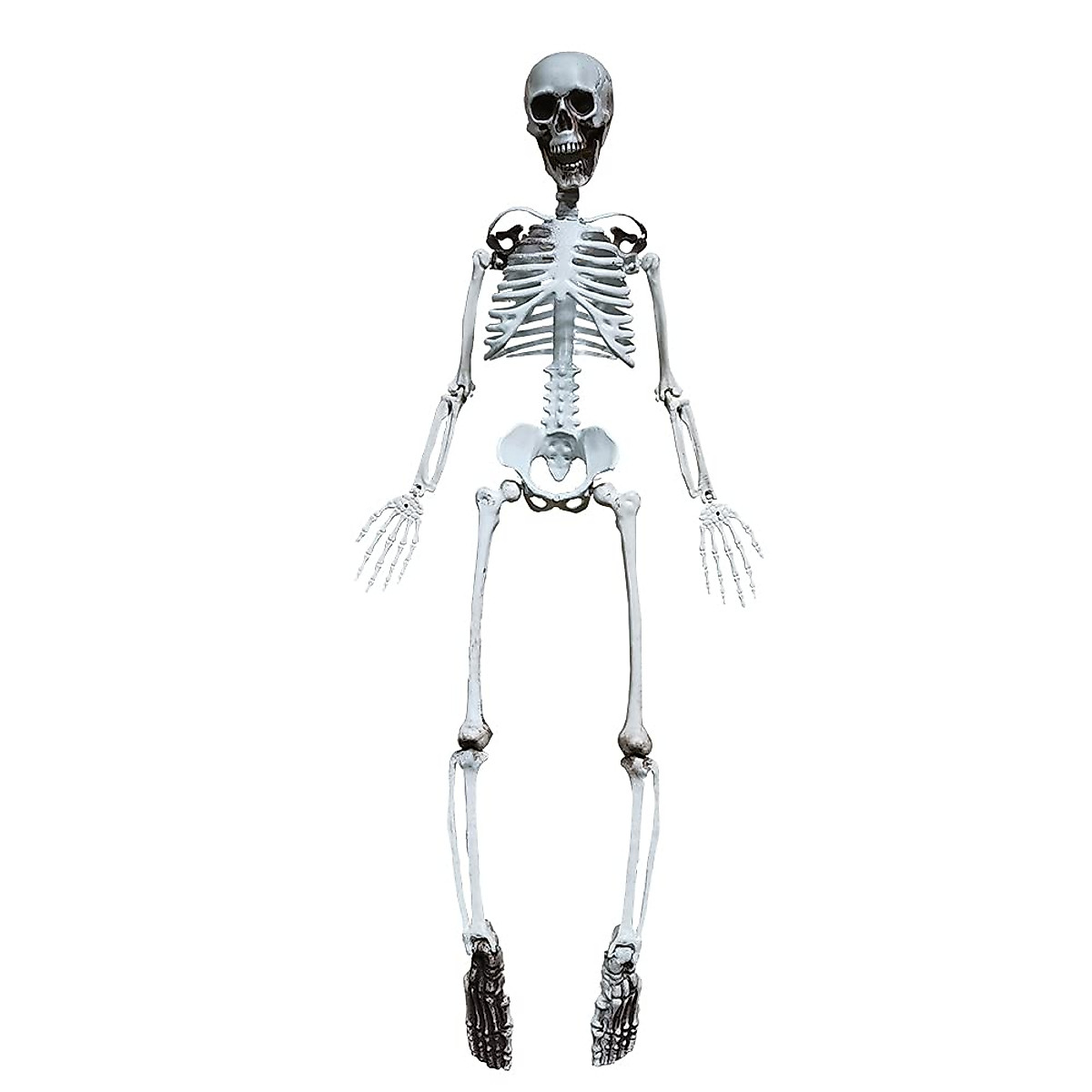 36” Halloween Skeleton Full Body Life Like Skeleton Model with Movable Joints for Halloween Decoration