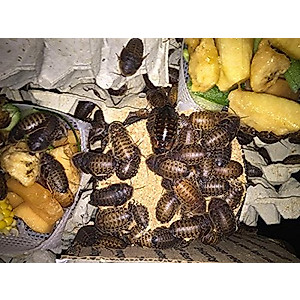 BadAssBugs™ 2LB Dubia Roach Chow Honey Horchata