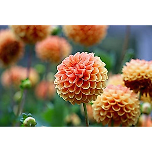 300+ Mix Dahlia Seeds Compound Petals Multi-Color, Beautiful Annual Outdoor Garden Potted Plants Non-GMO Dahlia for Planting Dahlia Pinnata Seeds