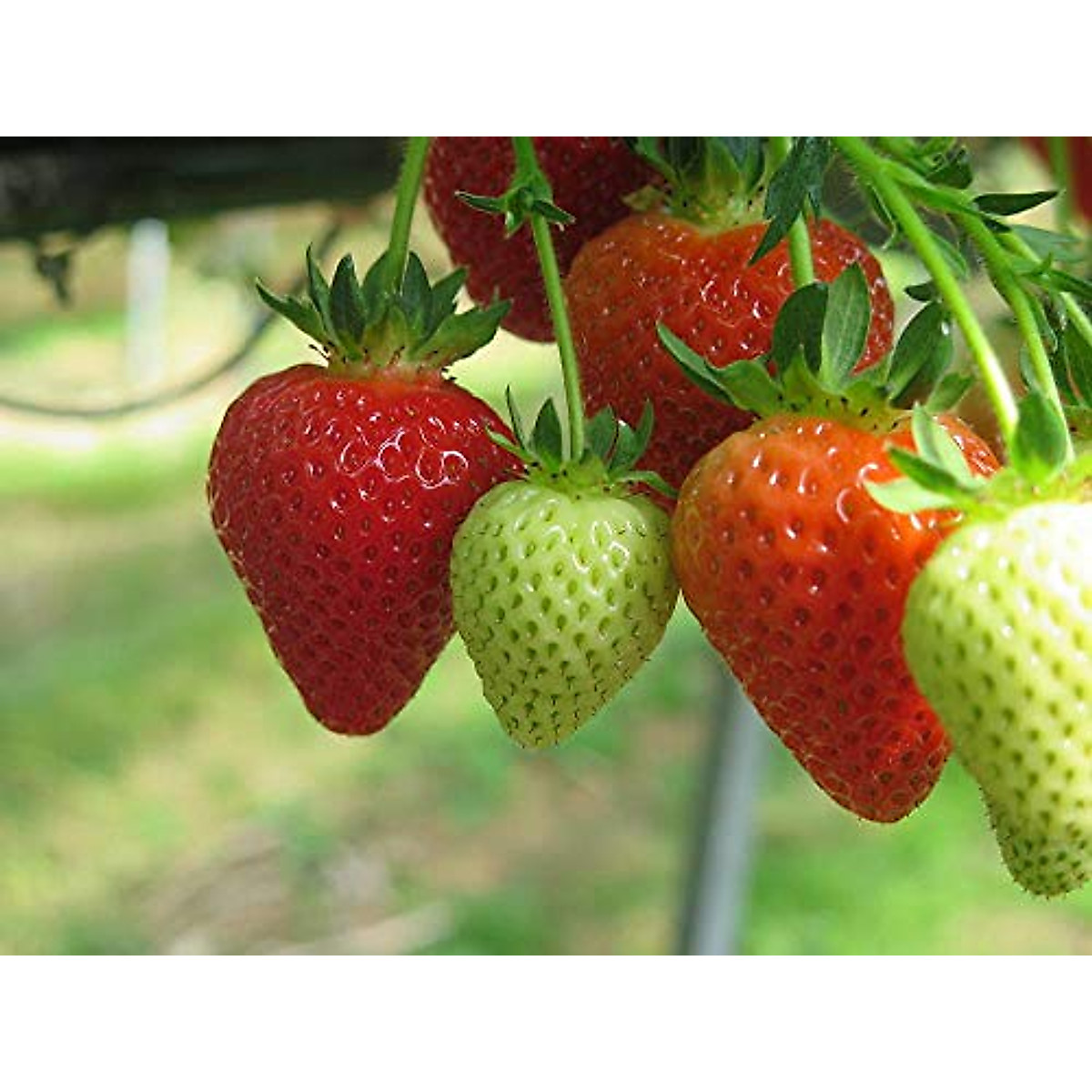 Red Strawberry Climbing Strawberry Fruit Plant Seeds Home Garden New 300 pcs