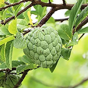 Annona Squamosa Seeds Sugar Apple, Sweetsop Tropical Fruit Tree Sweer & Creamy Fruit Hardy Patio Garden Outdoor 30Pcs Fruit Seeds by YEGAOL Garden