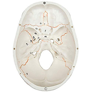 Axis Scientific Numbered Human Skull Model Bundle, 3 Part Life Size Replica, Removable Calvarium (Skull Cap), Mandible (Jaw) and 55 Numbered Features, Includes Detailed Study Guide