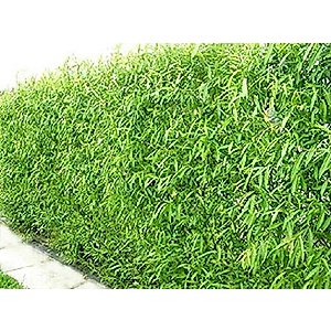 Natural Privacy Fence - 60 Ft Long - Grow 20 Fast Growing Hybrid Willow Trees - Up to 10 Feet First Year - Change The View
