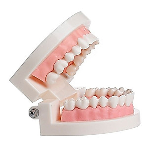 Brigedental Dentures Dental Teeth Teaching Model Adult Gums Standard Demonstration Tool for Kindergarten Brushing Teaching
