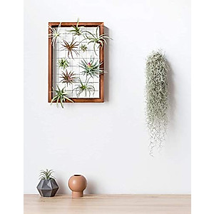 Mkono Air Plant Frame Hanging Airplant Holder Tillandsia Display Hanger Wooden Shelf Wall Decor for House Plants, Succulent, Christma Gifts for Plant Lovers, 16" (Plant Not Included)
