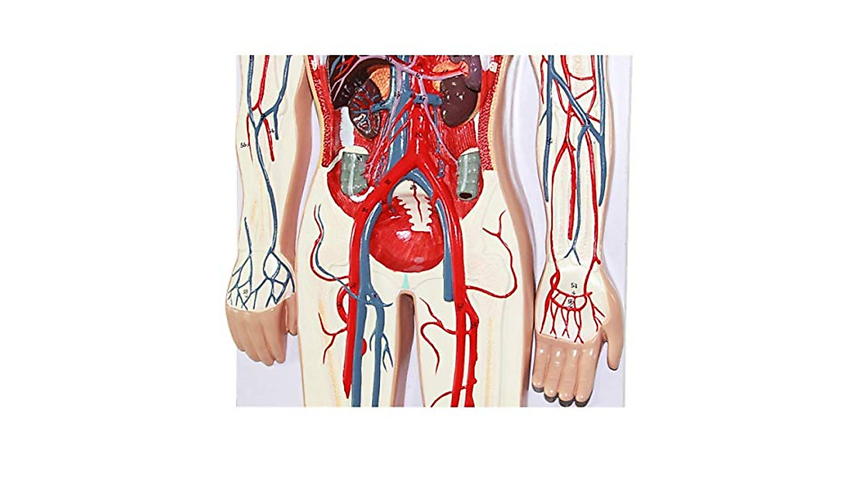 Human Circulatory System Model - Educational Anatomy Aid