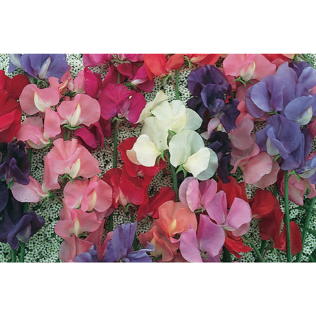 Burpee Eckfords Finest Mix Sweet Pea Seeds 50 seeds