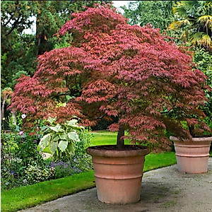 Red Japanese Maple - Live Plant 2-3 feet Tall - Deep Red Leaves