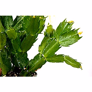 9GreenBox - Rare Yellow Christmas Cactus Plant - Zygocactus - 4" Pot