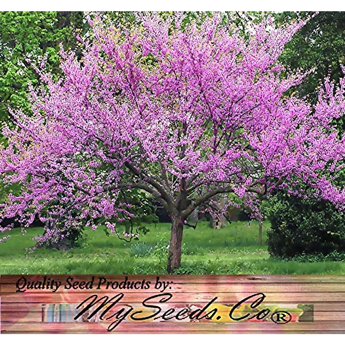 Big Pack - (500) Eastern Redbud Tree Seeds - Cercis Canadensis - Gorgeous Purplish-Pink Blossoms - Very Cold Hardy Zones 4-9 - Big Pack Seeds by MySeeds.Co (Big Pack - Eastern Redbud)