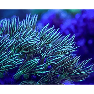 Live Coral Frag Green Star Polyp 1 inch - WWC Long Polyp/Beginner Marine Coral Reef for Saltwater Aquarium