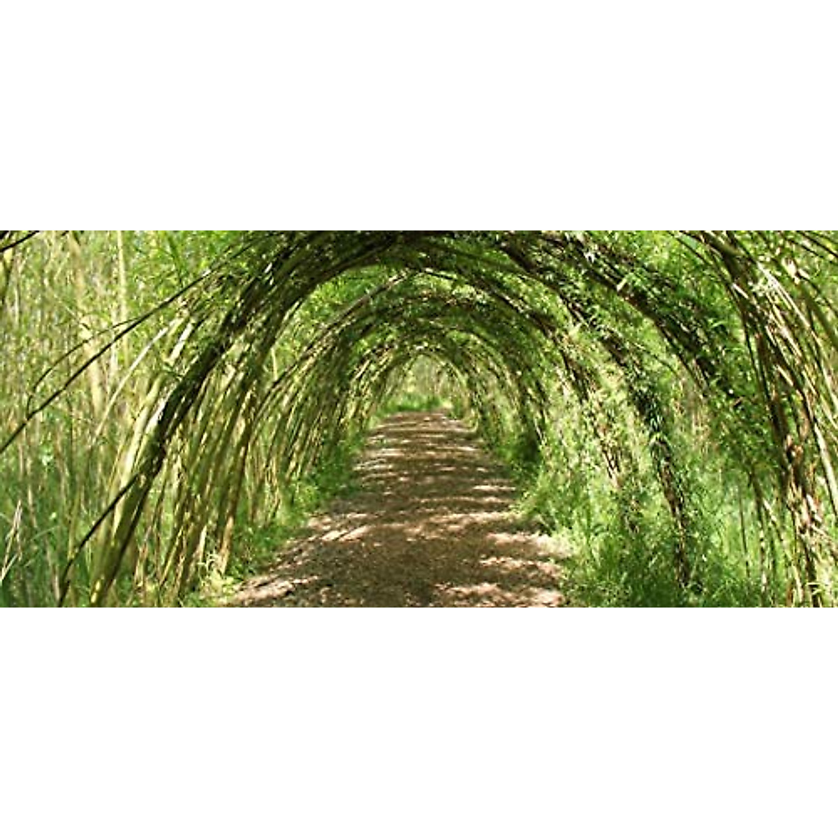 4 Huge 5 Foot Tall Hyrbid Willow Cuttings - Best Privacy Hedge Row Trees - Fast Growing