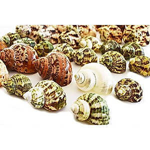 FSG - 30 Select Hermit Crab Shells Lot 1"-2" Size (Opening 1/2"-1") Seashells - Includes Polished Tapestry Turbos, Silver Turbos, Silver Mouth Turbos and More.