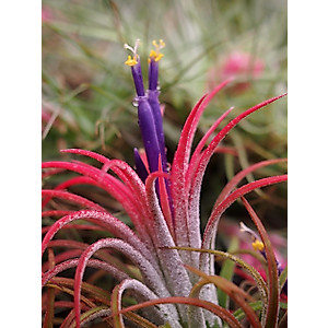 Live Tillandsia Ionantha Fuego 2" - 3" Air Plant Fast Growing, Easy Care, Low Maintenance, Indoor or Outdoor by Awesome Industries (1 Pack Fuego XL)