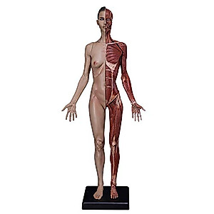 Human Anatomical Muscle Bone and Skin Model - 23.6Inch Female Anatomy Figure Human Body Musculoskeletal Anatomical Model Painting Sculpture Model for Reference Art Teaching Tools