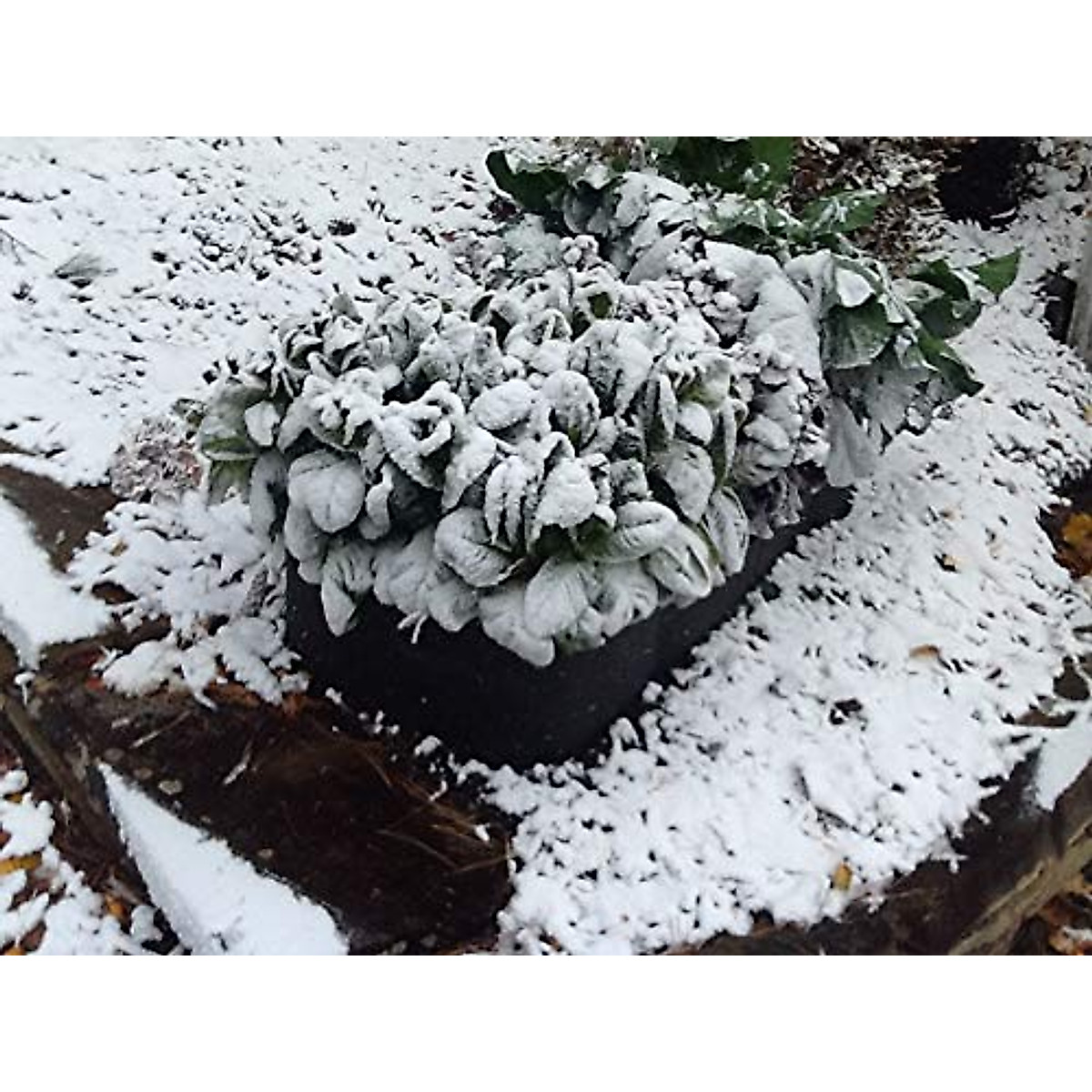 3 ft X 6 ft Victory 8 EZ-GRO Med Rectangle Raised Garden Bed Just Right Size AeroFlow Proprietary Fabric Grow Your OWN