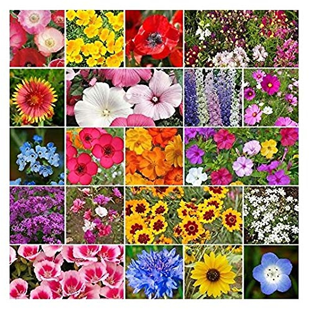 David's Garden Seeds Wildflower All Annual Seed Mix FBA-00091 (Multi) 200 Non-GMO, Heirloom Seeds