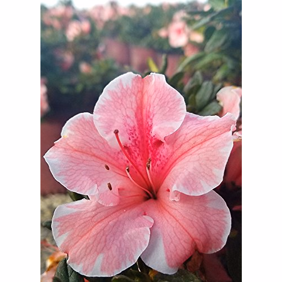 Encore Azalea Autumn Sunburst (3 Gallon) Coral Pink and White Flowering Plants - Full Sun Live Outdoor Plant Evergreen Rhododendron