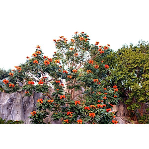 30 African Tulip Tree Seeds -Spathodea campanulata - Exotic Tropical Flowering Tree - Excellent Bonsai Specimen