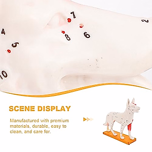 4D Vision Dog Anatomy Model, Dog Model Anatomy Teaching Tool Animal Pressure Points Veterinary Training for Animal Teaching Demonstration, Pet Clinic Veterinary TrainingSchool Teaching Tool